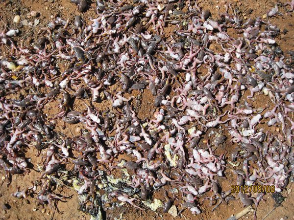 Water Disease - Pristine Water Systems